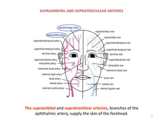 Supratrochlear Artery