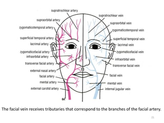 Blood supply of face | PPT
