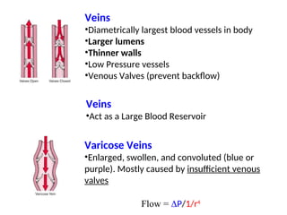 #11 Blood Vessels.ppt Blood Vessels presentation | PPT