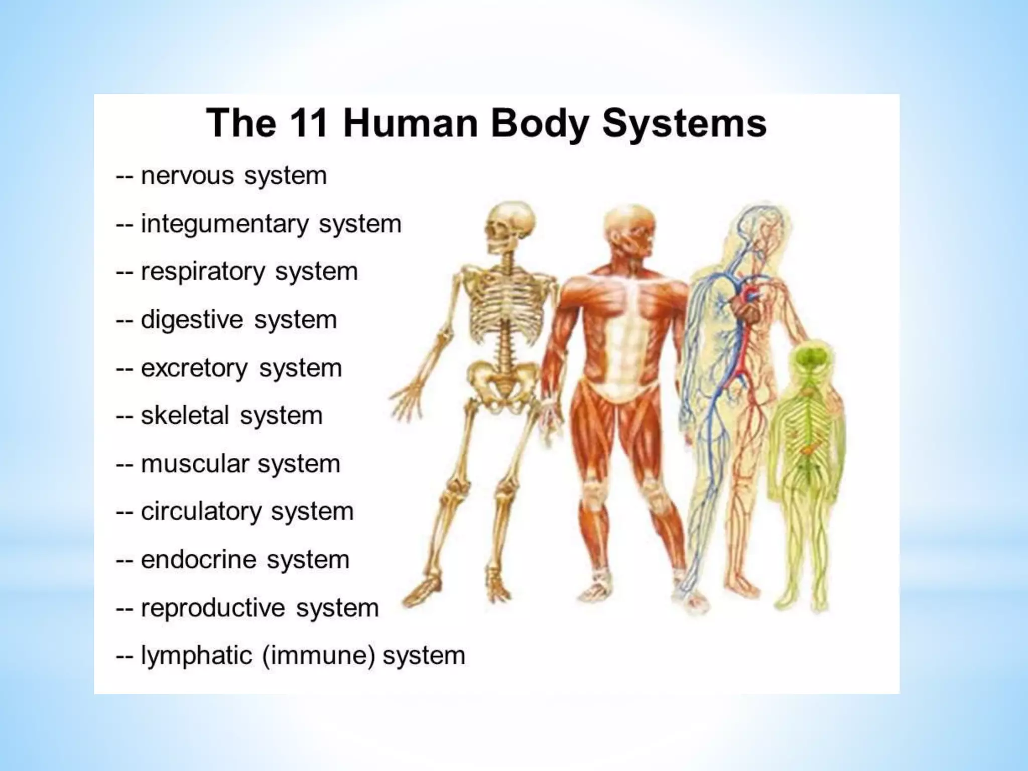 11 body system | PPTX