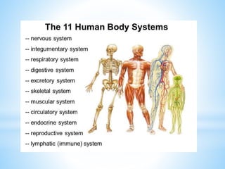 11 body system | PPTX