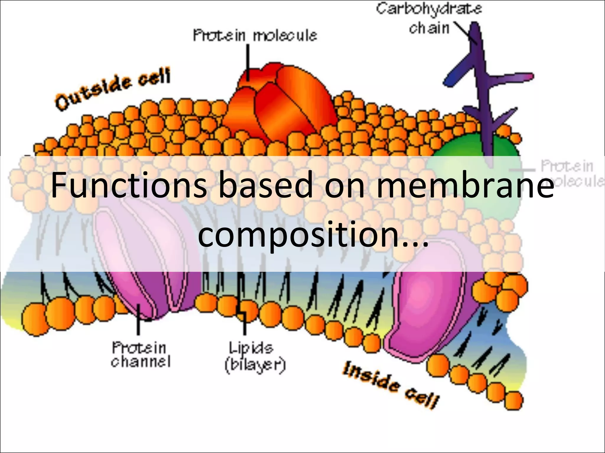11 cell bio membrane structure_post | PPT