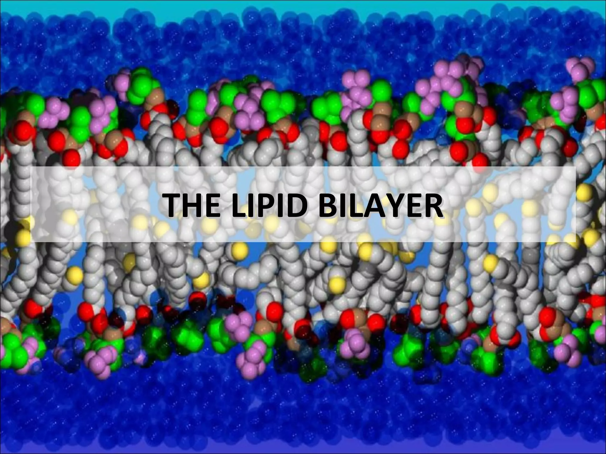 11 cell bio membrane structure_post | PPT