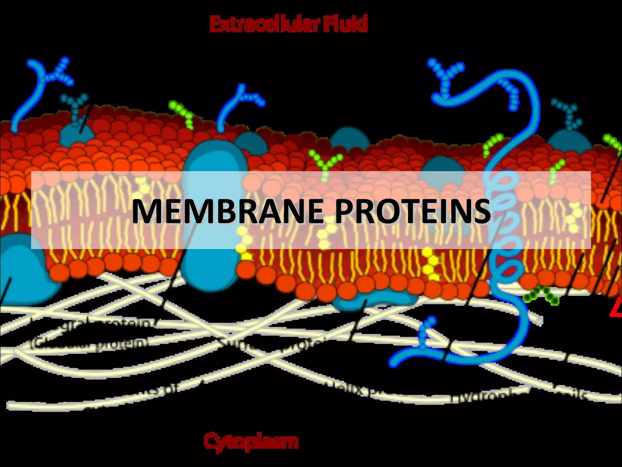 11 cell bio membrane structure_post | PPT