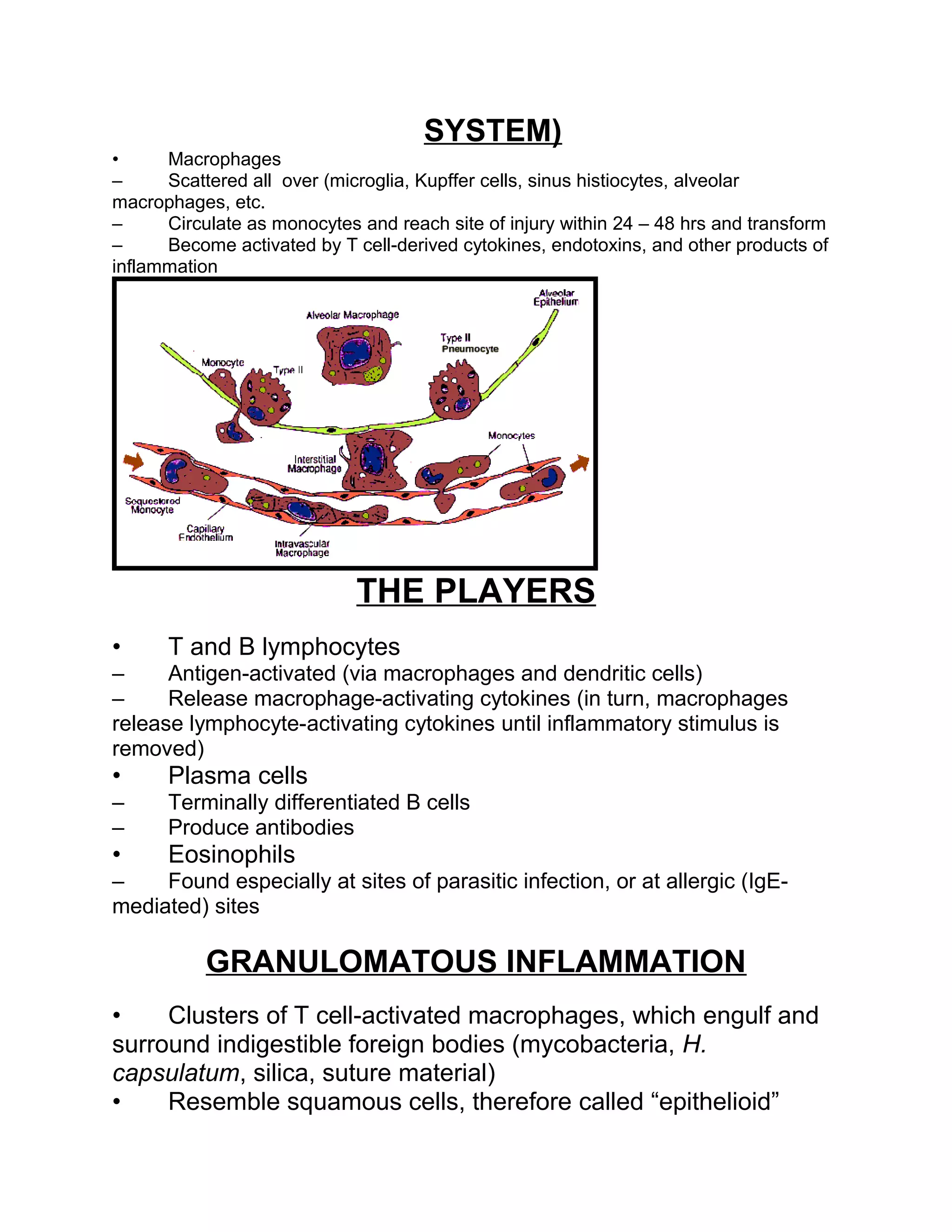 11 cellular & vascular events in acute inflammation | DOC