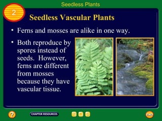 Types Of Seedless Vascular Plants