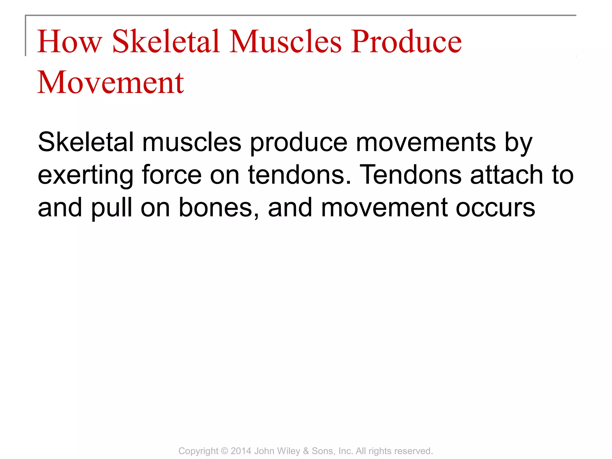 11 [chapter 11 the muscular system] | PPT