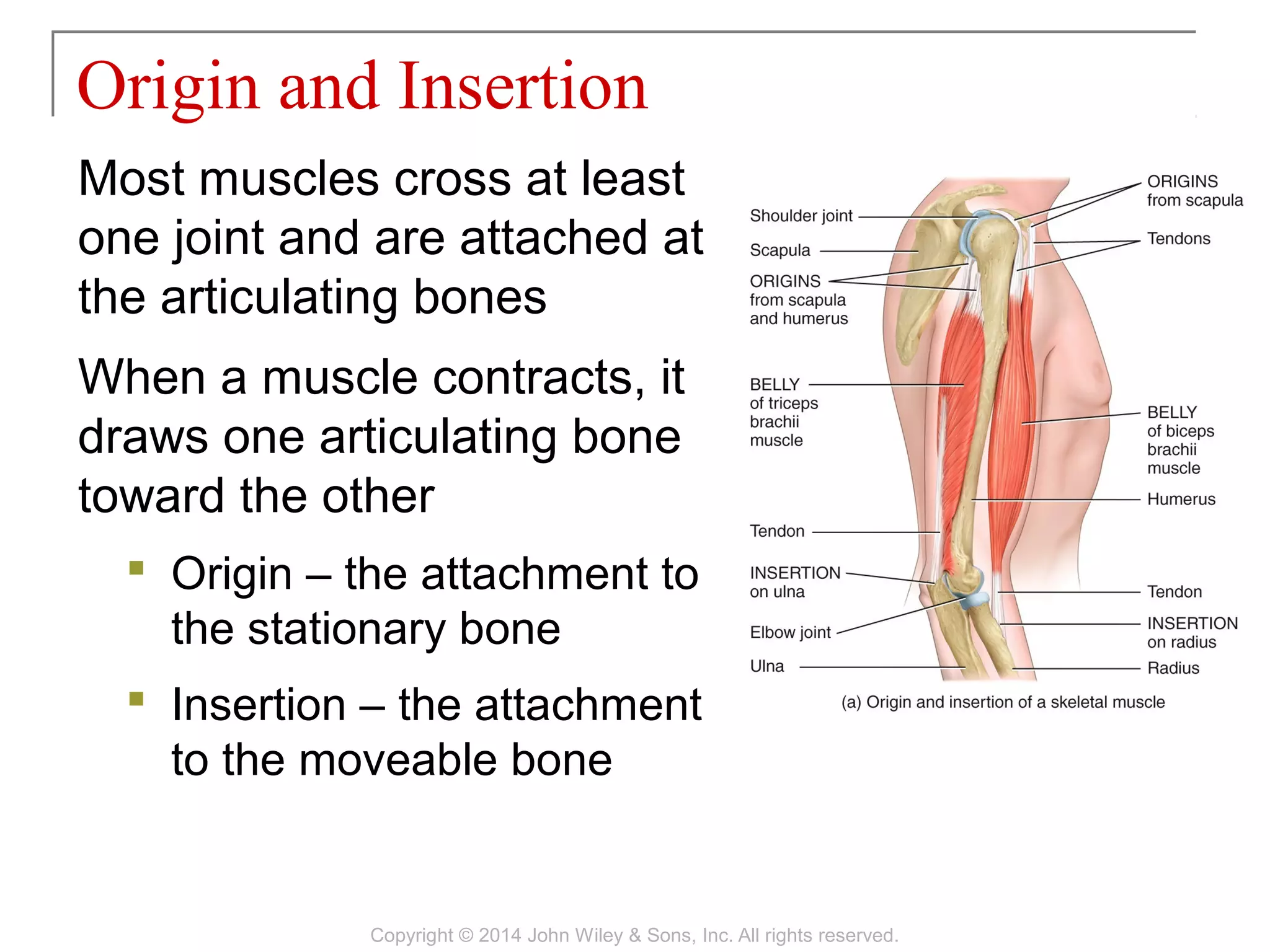 11 [chapter 11 the muscular system] | PPT