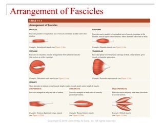 11 [chapter 11 the muscular system] | PPT