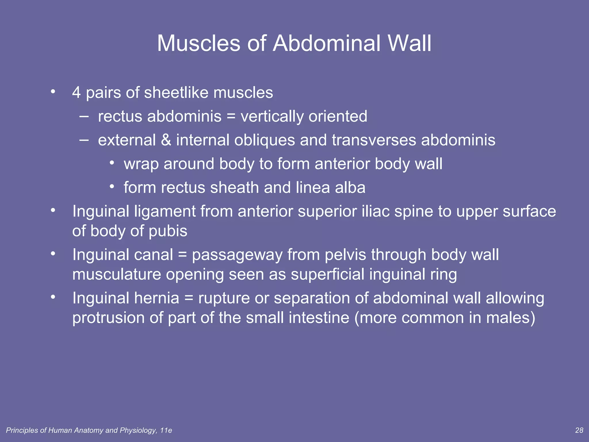 11 [chapter 11 the muscular system][11e] | PPT