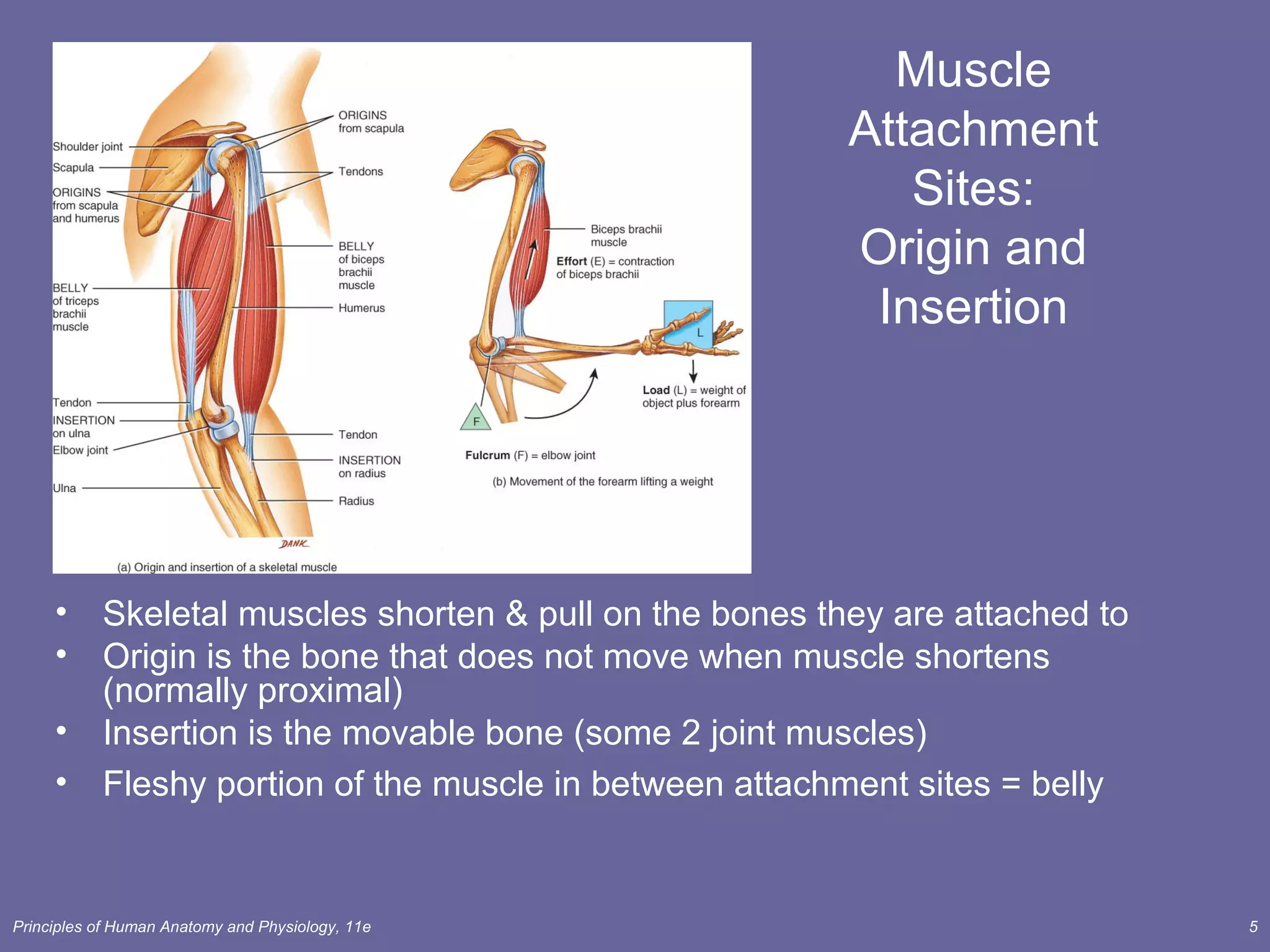 11 [chapter 11 the muscular system][11e] | PPT