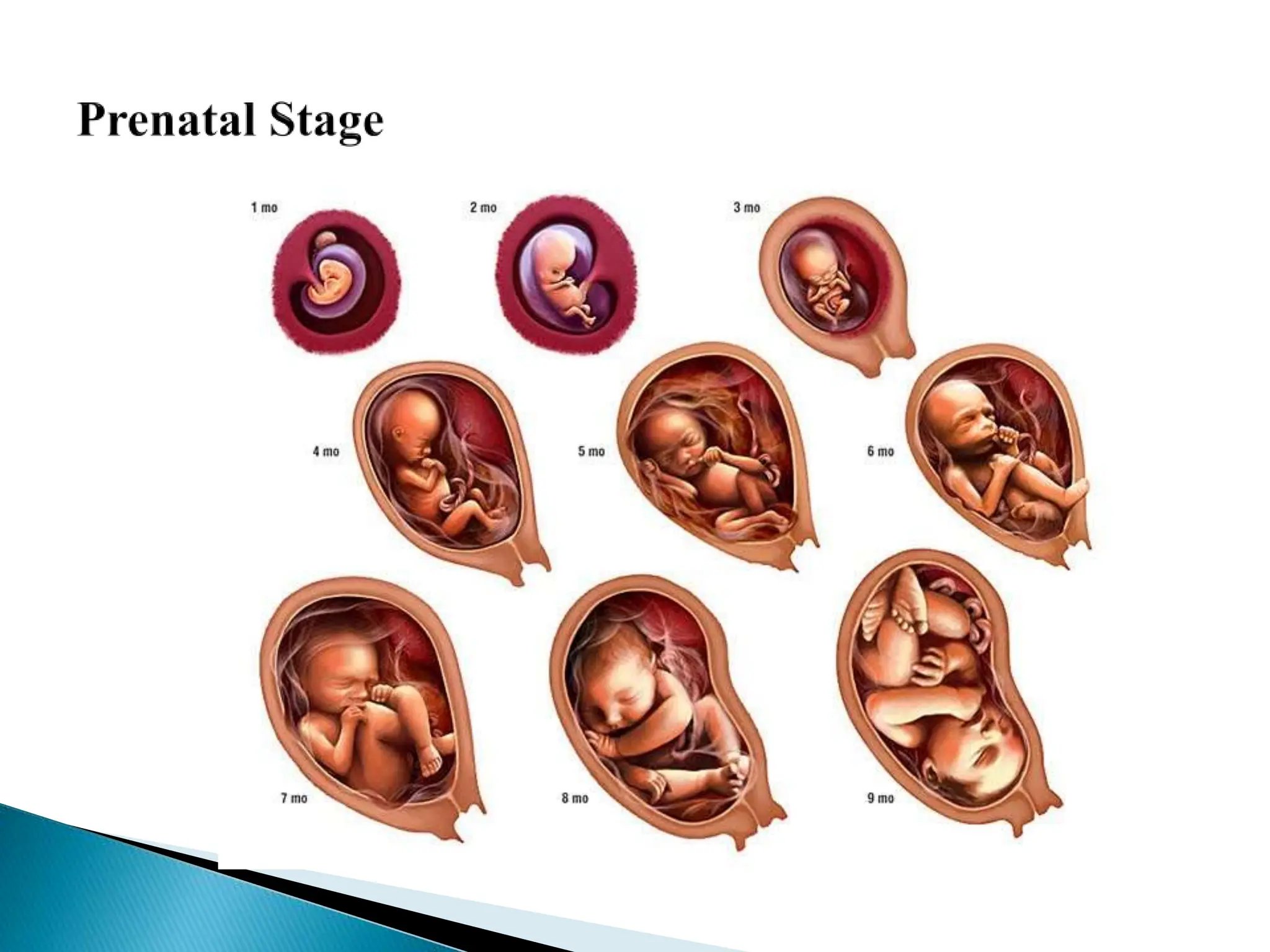 Psychology class 11_Chapter 4 - Development | PPTX