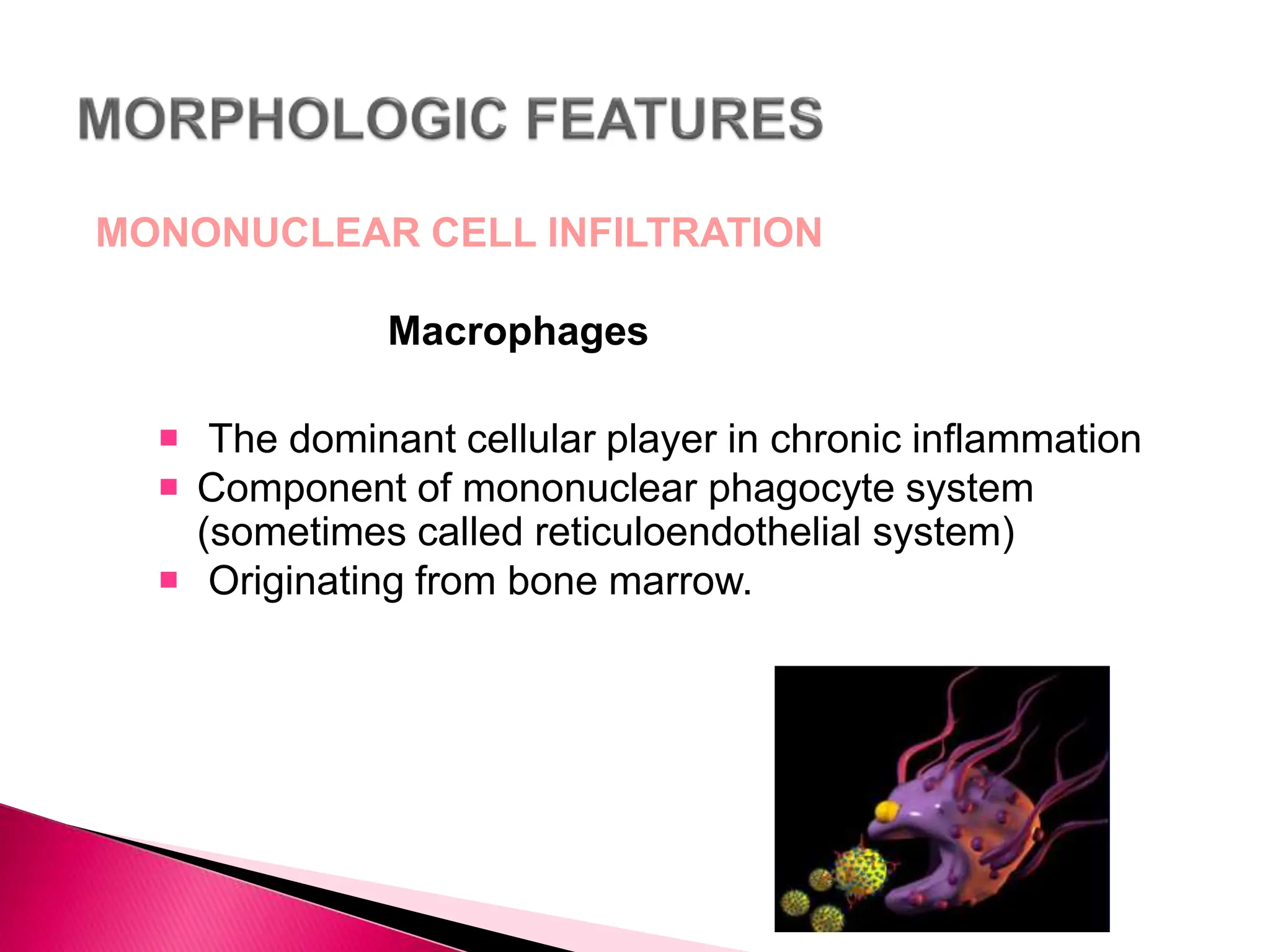 11 chronic n granulomatous INFLAMMATION.new - Copy.ppt