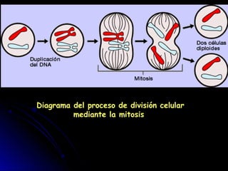 CICLO CELULAR | PPT