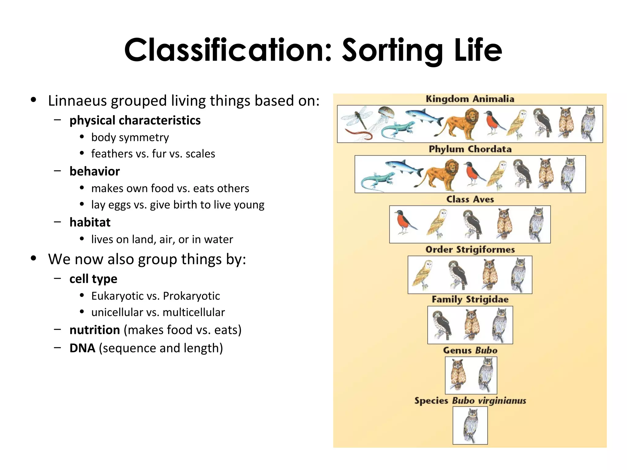 Classification | PPT