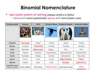 Classification | PPT