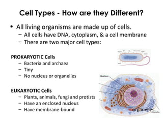 Classification | PPT