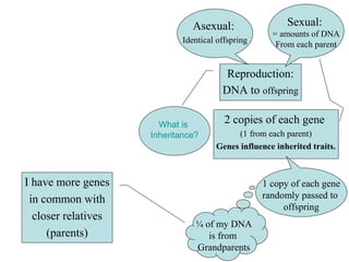 Classification | PPT