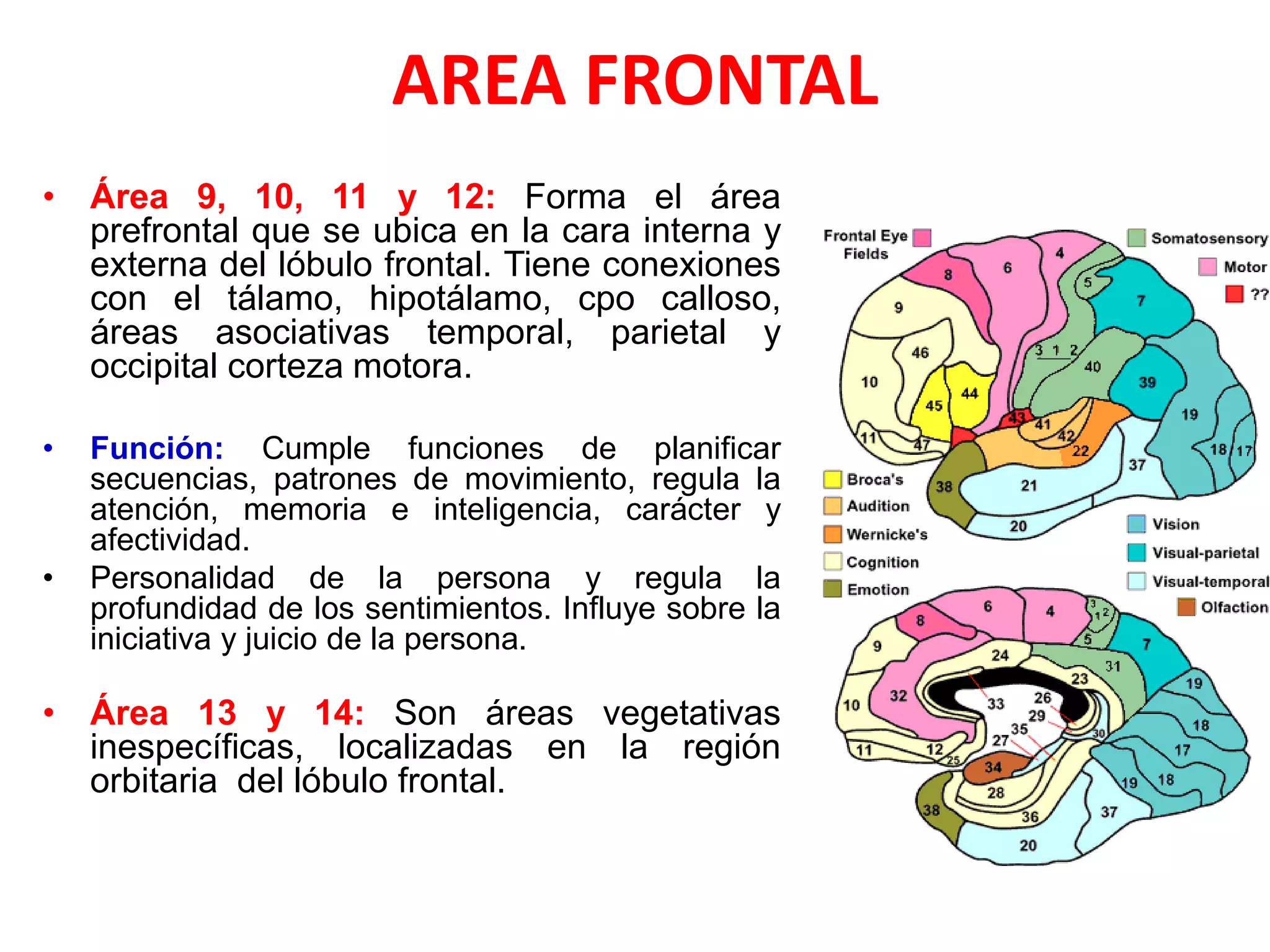 Corteza cerebral: Localizaciones Corticales | PPTX | Brain and Nervous ...