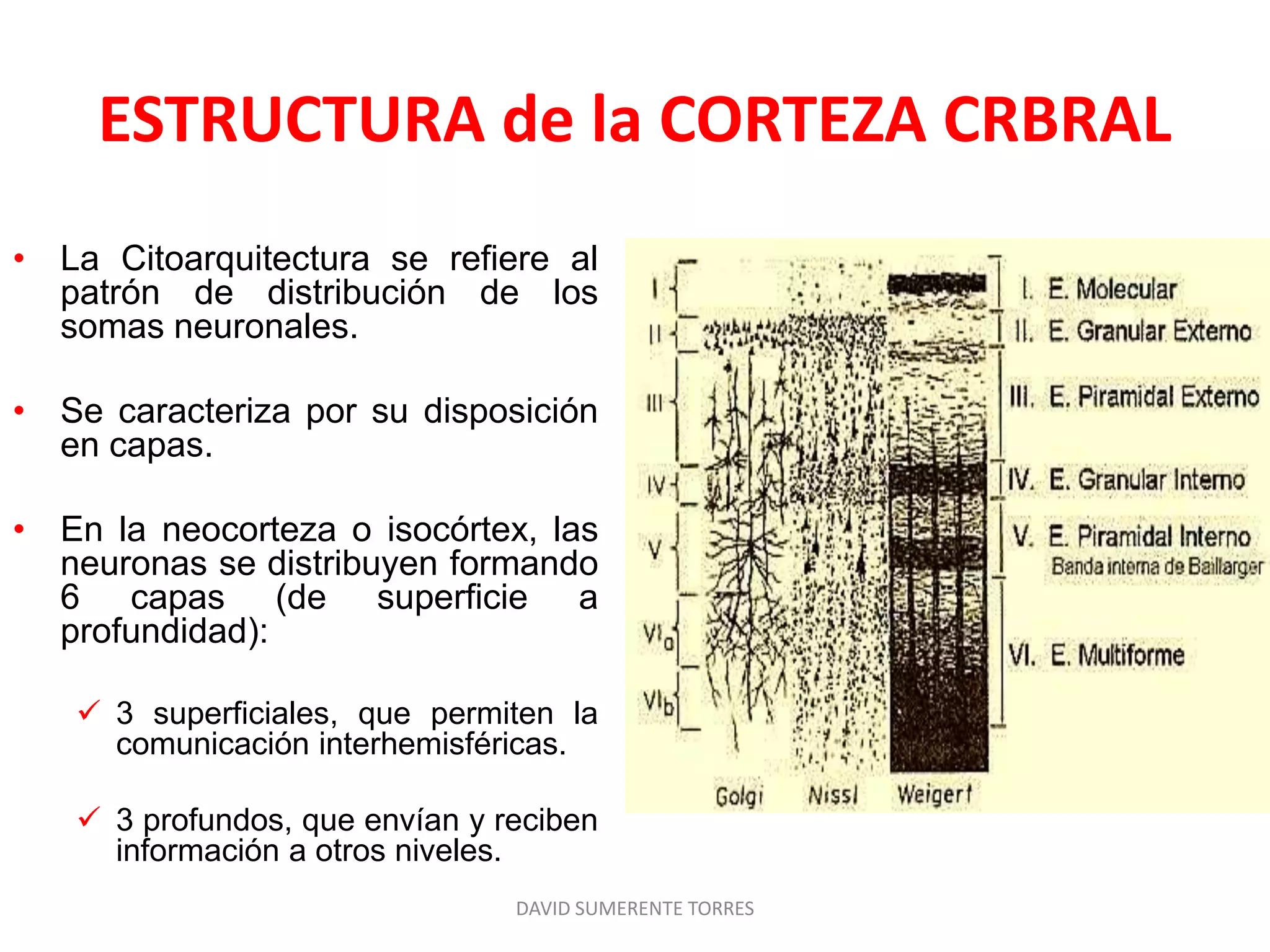 Corteza cerebral: Localizaciones Corticales | PPTX | Brain and Nervous ...