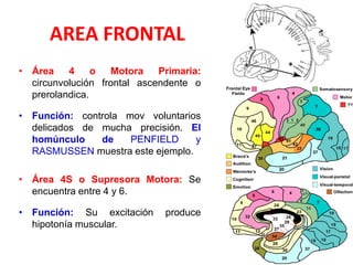 Corteza cerebral: Localizaciones Corticales | PPTX