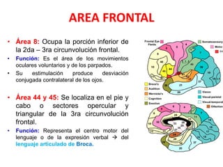 Corteza cerebral: Localizaciones Corticales | PPTX