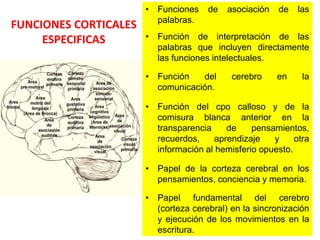 Corteza cerebral: Localizaciones Corticales | PPTX
