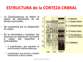 Corteza cerebral: Localizaciones Corticales | PPTX