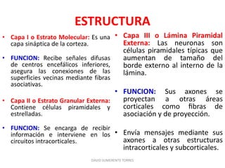 Corteza cerebral: Localizaciones Corticales | PPTX