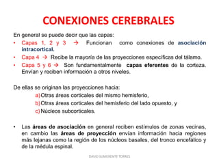 Corteza cerebral: Localizaciones Corticales | PPTX