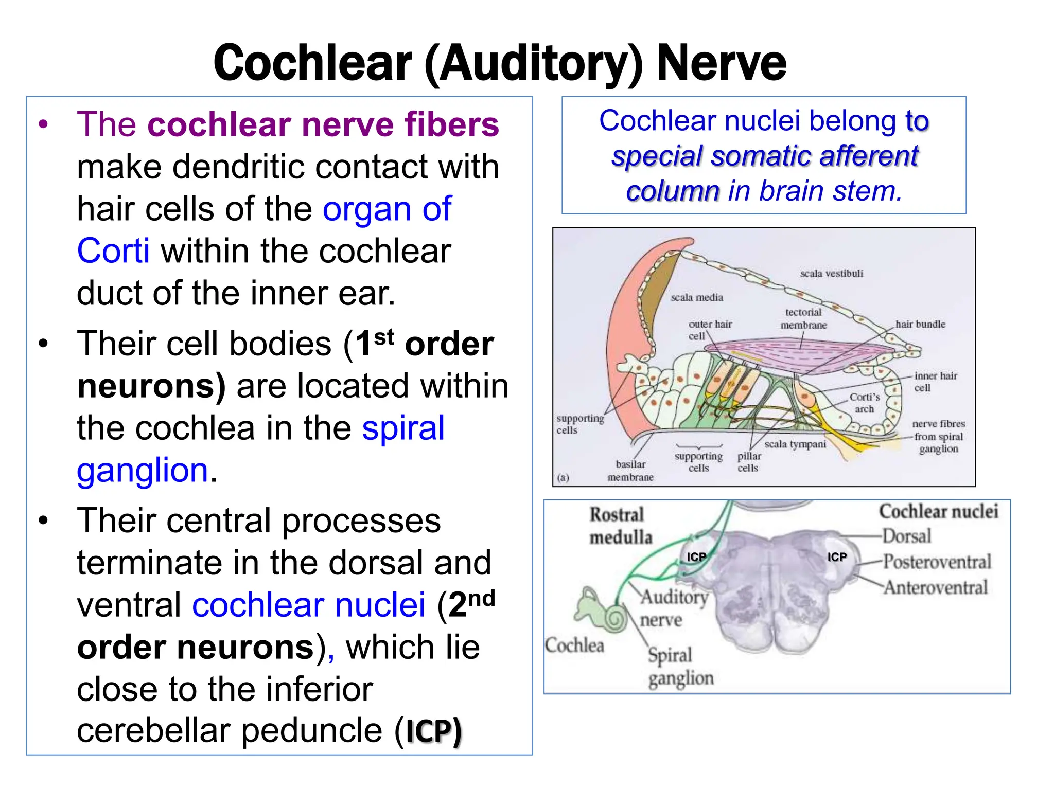11Cranial nerve 8 (Vestibulo-cochlear).ppt
