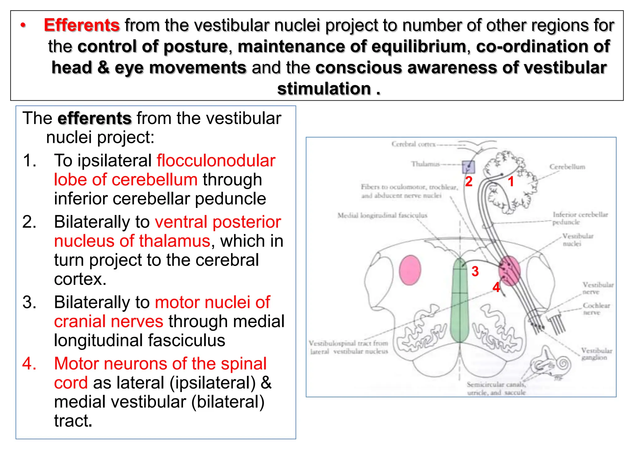 11Cranial nerve 8 (Vestibulo-cochlear).ppt