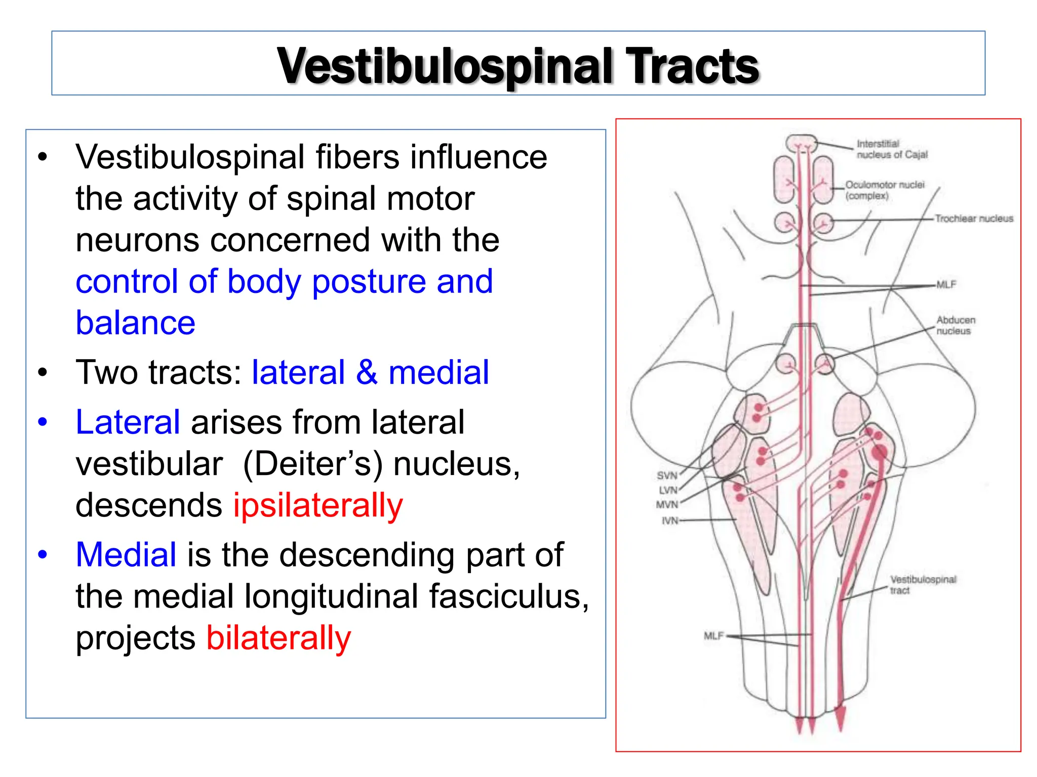 11Cranial nerve 8 (Vestibulo-cochlear).ppt
