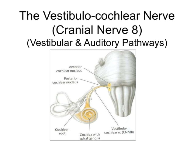 11Cranial nerve 8 (Vestibulo-cochlear).ppt | Brain and Nervous System ...