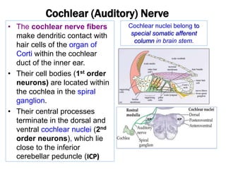 11Cranial nerve 8 (Vestibulo-cochlear).ppt