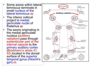11Cranial nerve 8 (Vestibulo-cochlear).ppt