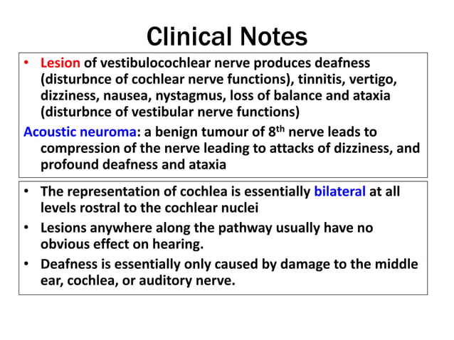 11Cranial nerve 8 (Vestibulo-cochlear).ppt | Brain and Nervous System ...