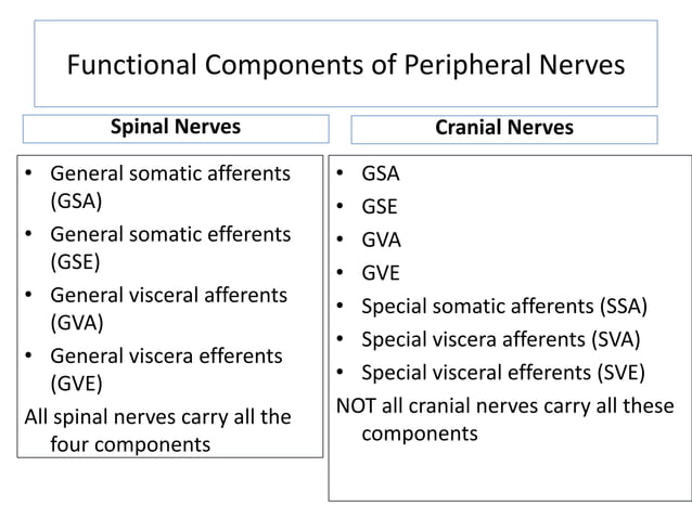 11Cranial nerve 8 (Vestibulo-cochlear).ppt | Brain and Nervous System ...