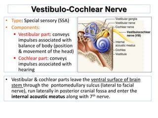 11Cranial nerve 8 (Vestibulo-cochlear).ppt