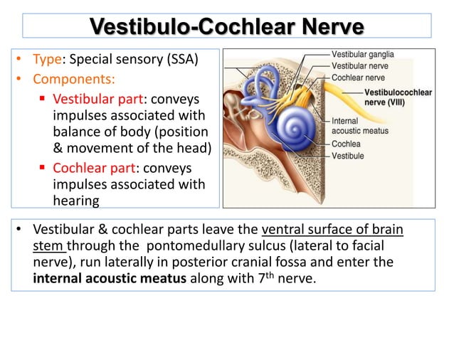 11Cranial nerve 8 (Vestibulo-cochlear).ppt | Brain and Nervous System ...