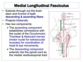 11Cranial nerve 8 (Vestibulo-cochlear).ppt