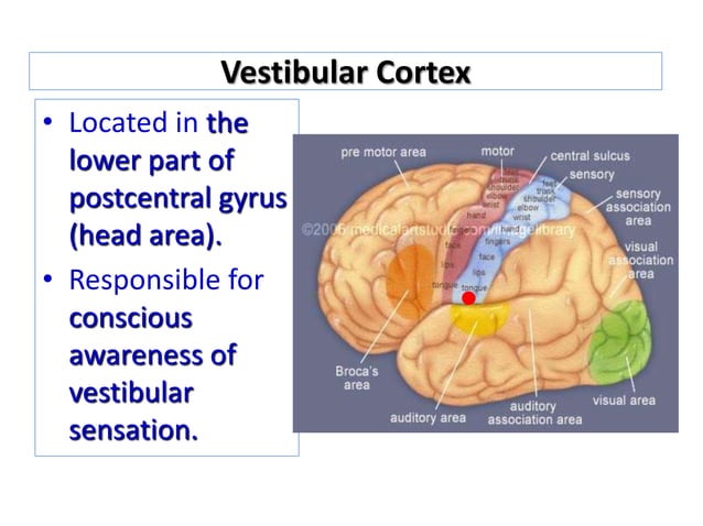 11Cranial nerve 8 (Vestibulo-cochlear).ppt | Brain and Nervous System ...