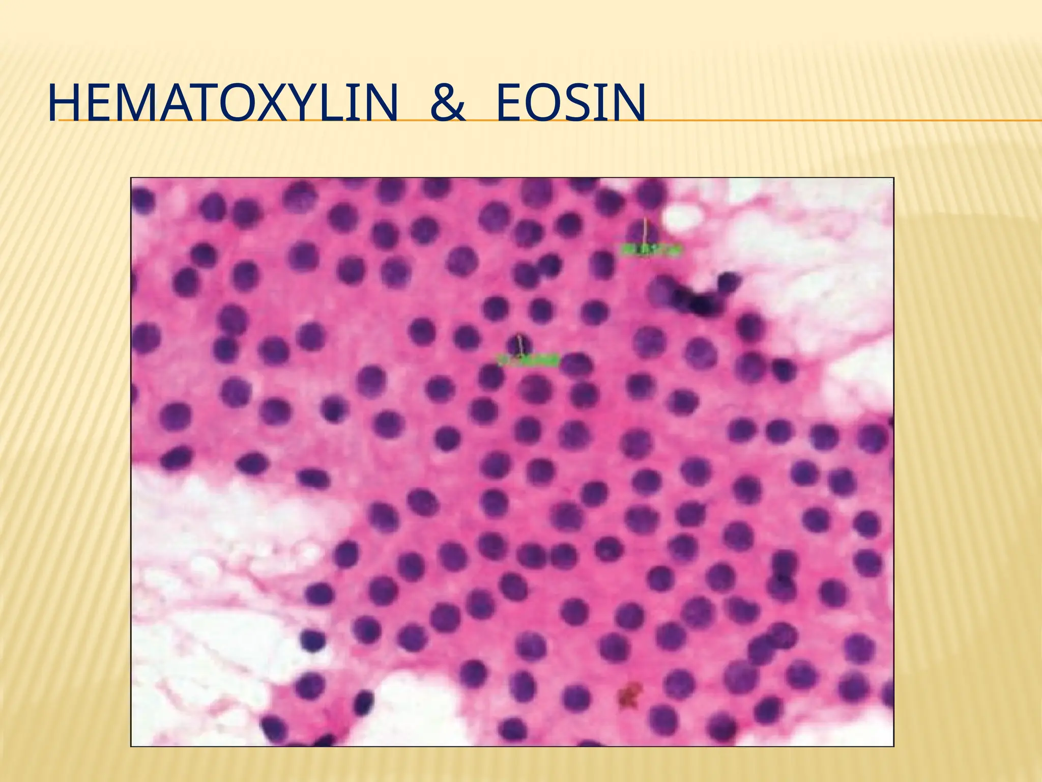 11 cyto staining.pptx stains used in cytology | PPT