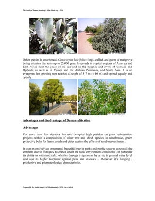The Reality of Damas (Conocarpus spp.) planting in AD city - 2014 | PDF