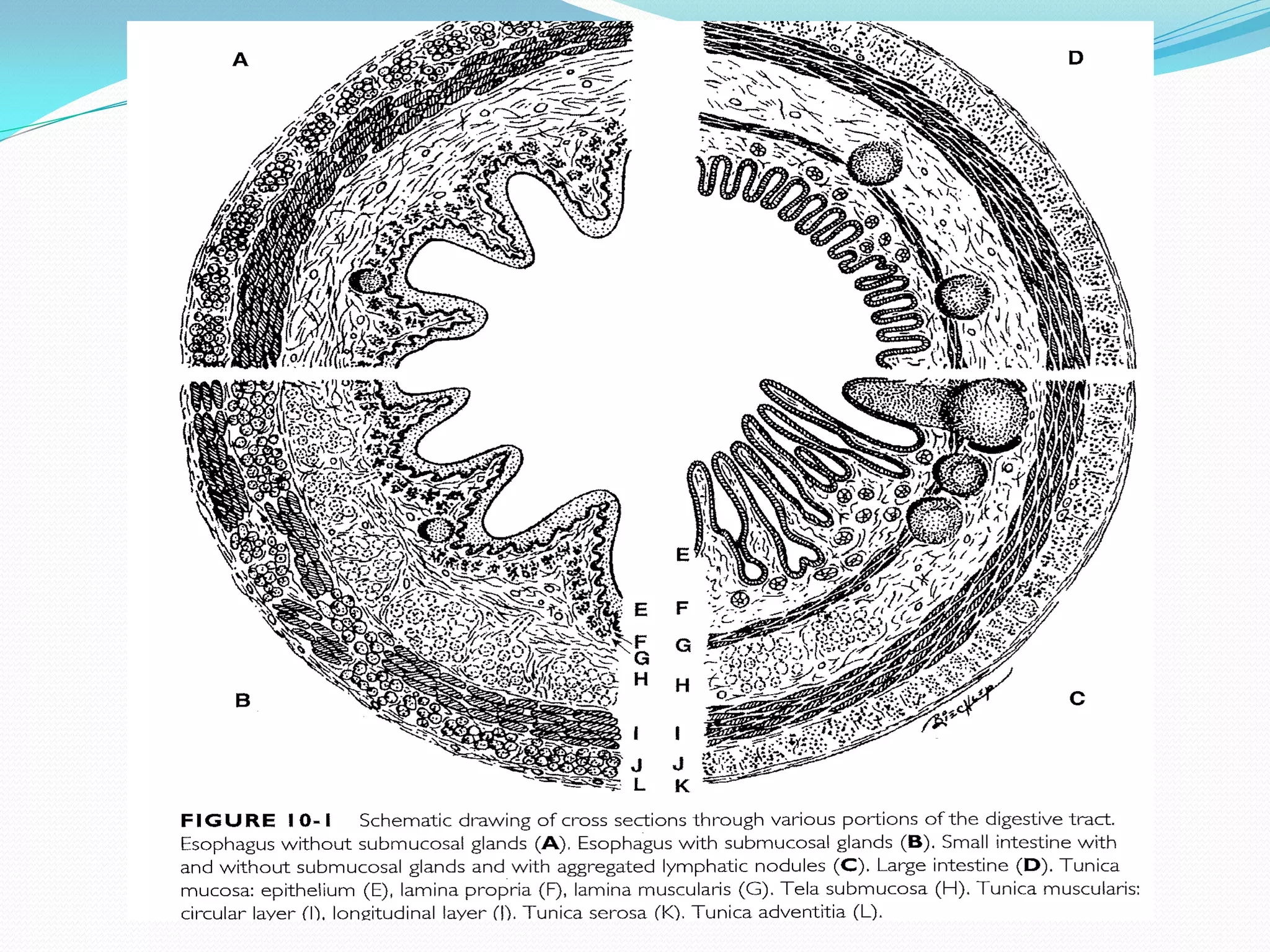 histology of digestive system (1) | PDF | Digestive Disorders ...