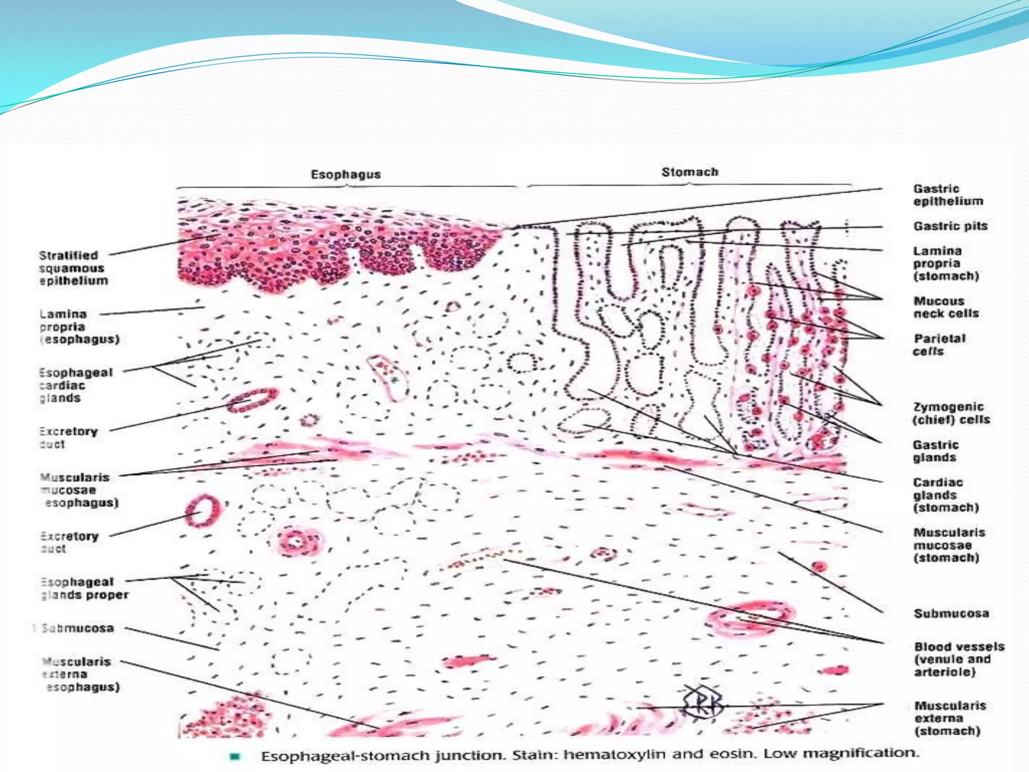 histology of digestive system (1) | PDF | Digestive Disorders ...