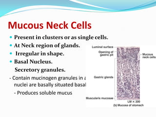 histology of digestive system (1) | PDF