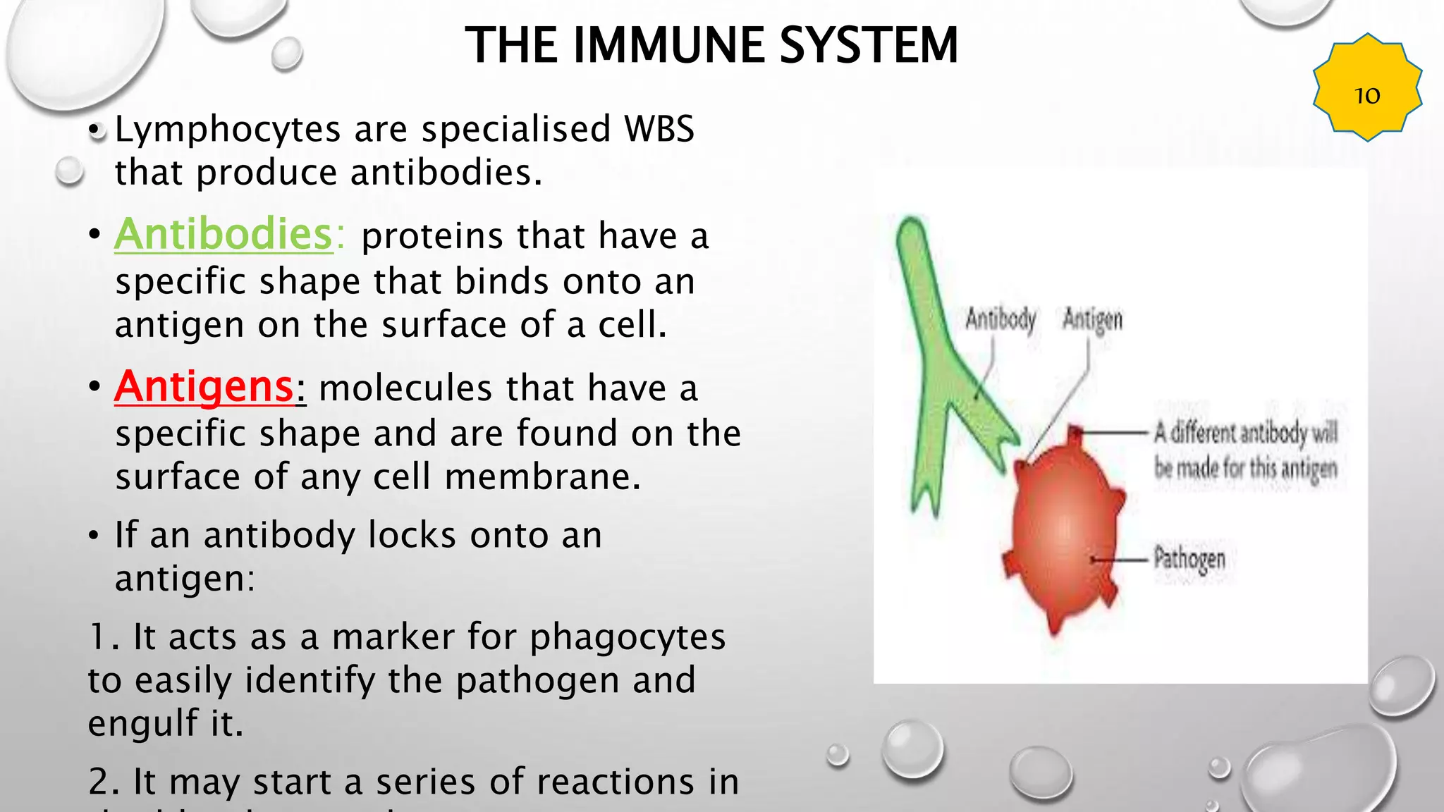 11 disease & immunity 2019 | PPTX
