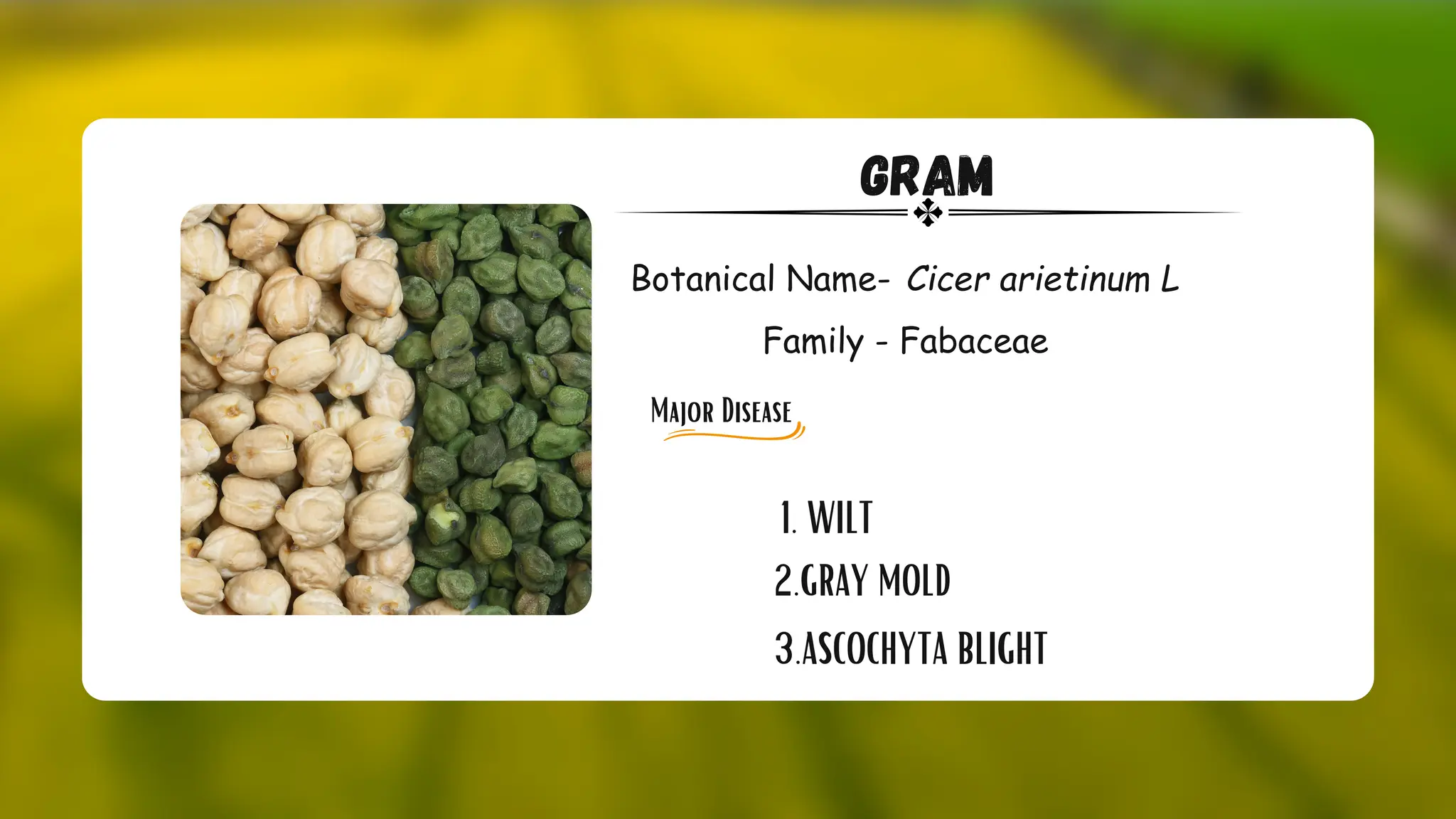diseases of gram and lentils.pdf