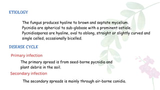 diseases of gram and lentils.pdf